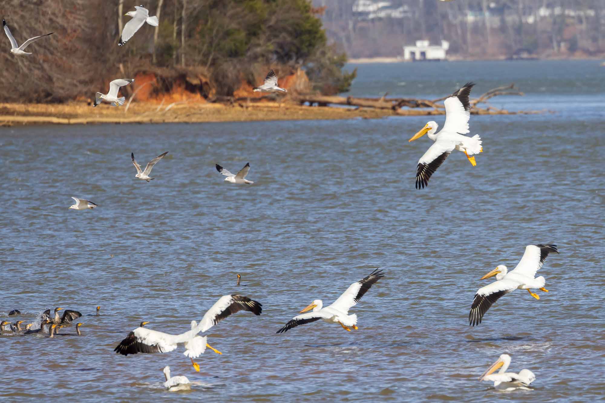 Morgan Archives - Alabama Birding Trails