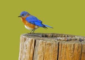 Eastern Bluebird - Alabama Birding Trails
